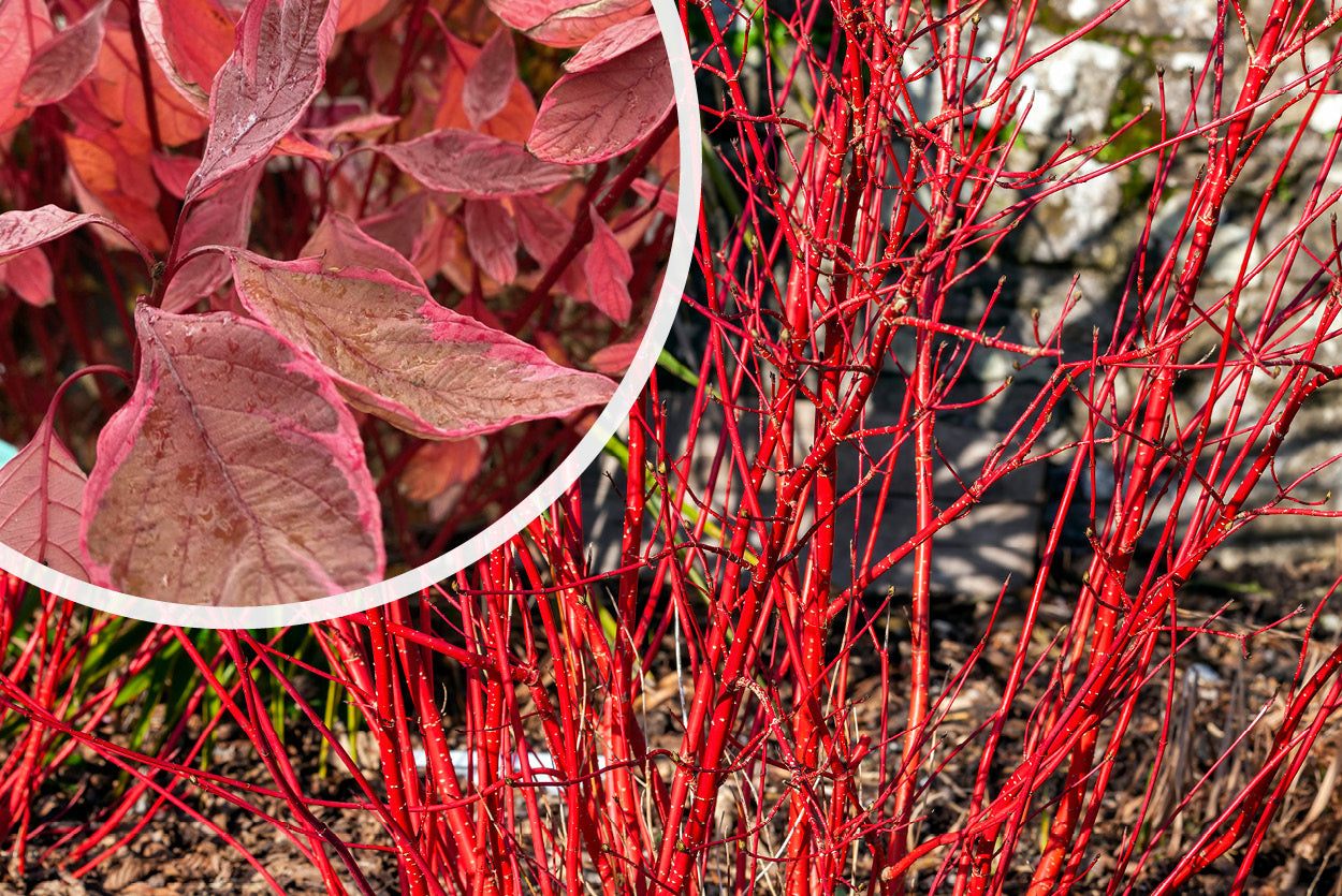 Witte kornoelje - Cornus alba 'Miracle'