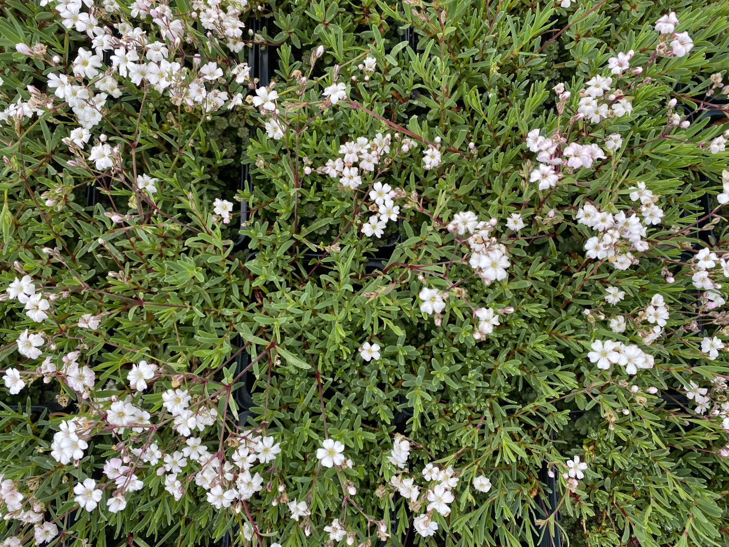 Kruipend gipskruid Gypsophila repens 'Alba' plant, wit 20 cm