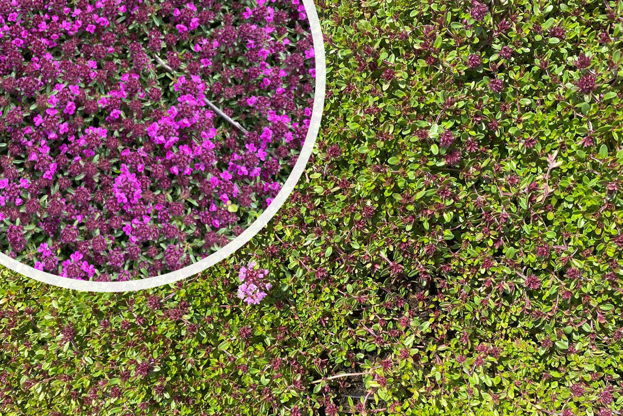 Kruiptijm Thymus praecox 'Coccineus' roze rode tijm kopen