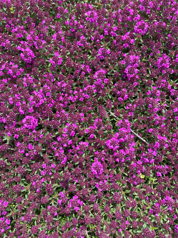 Kruiptijm Thymus praecox 'Coccineus' roze rode tijm kopen