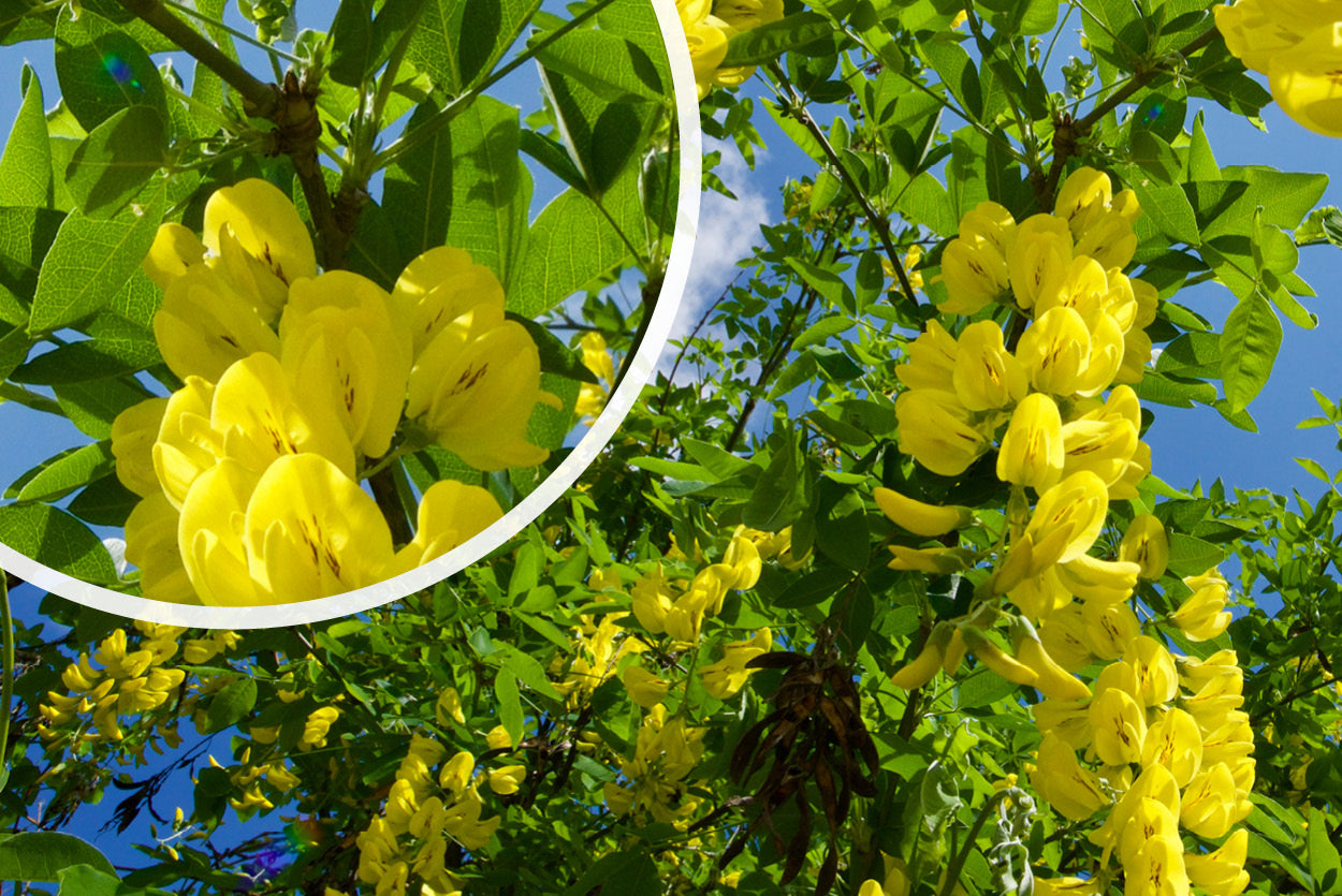 Treur goudenregen - Laburnum alpinum 'Pendulum' boom