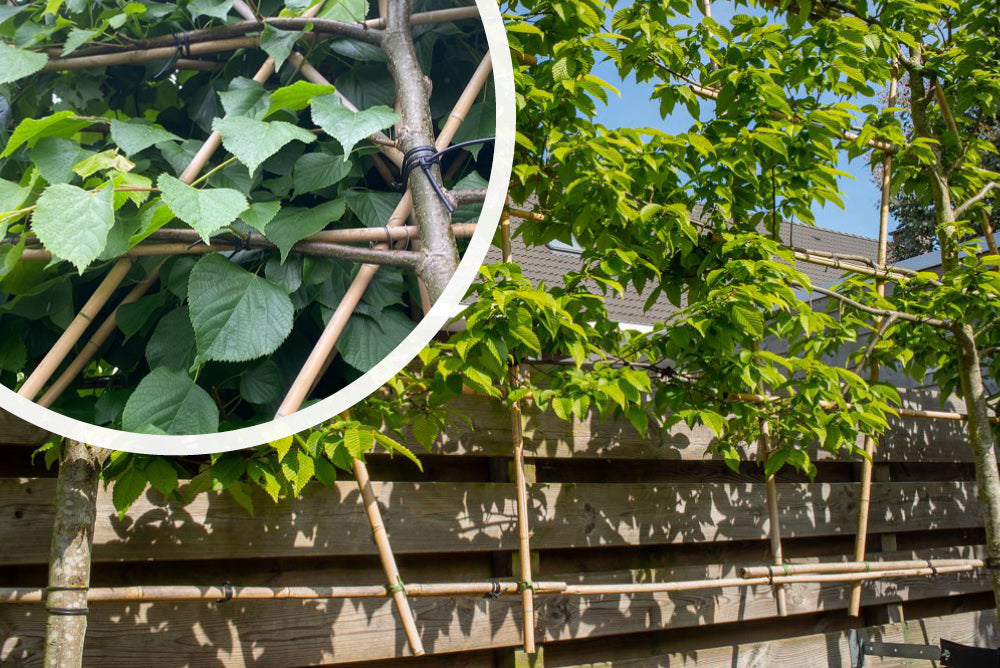 Leilinde bomen kopen? Leibomen Linde 'Tilia' laten bezorgen