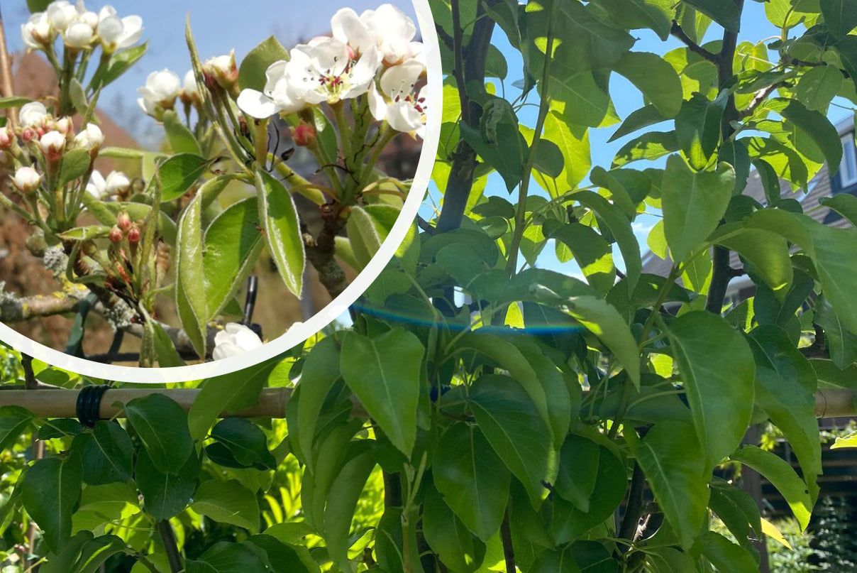 Leipeer boom Pyrus communis Conference Leiboom peer kopen