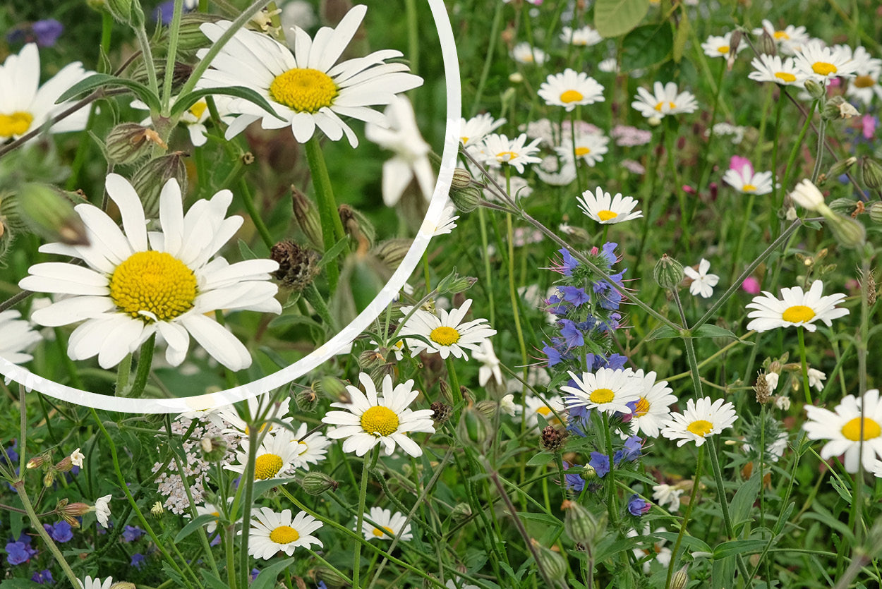 Gewone margriet Leucanthemum vulgare 'Maikönigin' plant kopen
