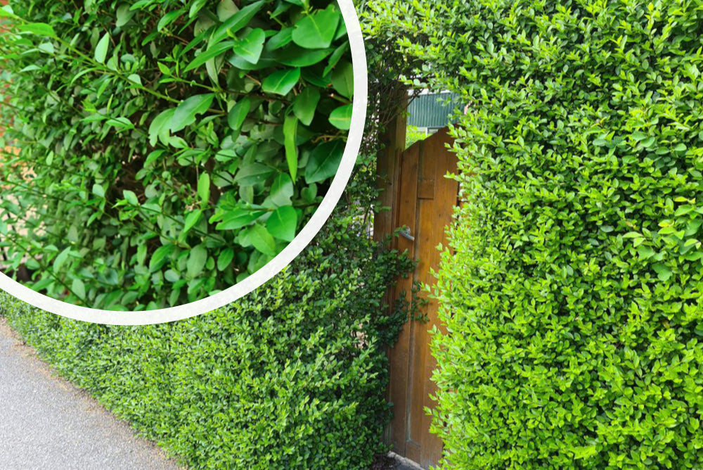 Liguster Ligustrum ovalifolium haag/ struik kopen online