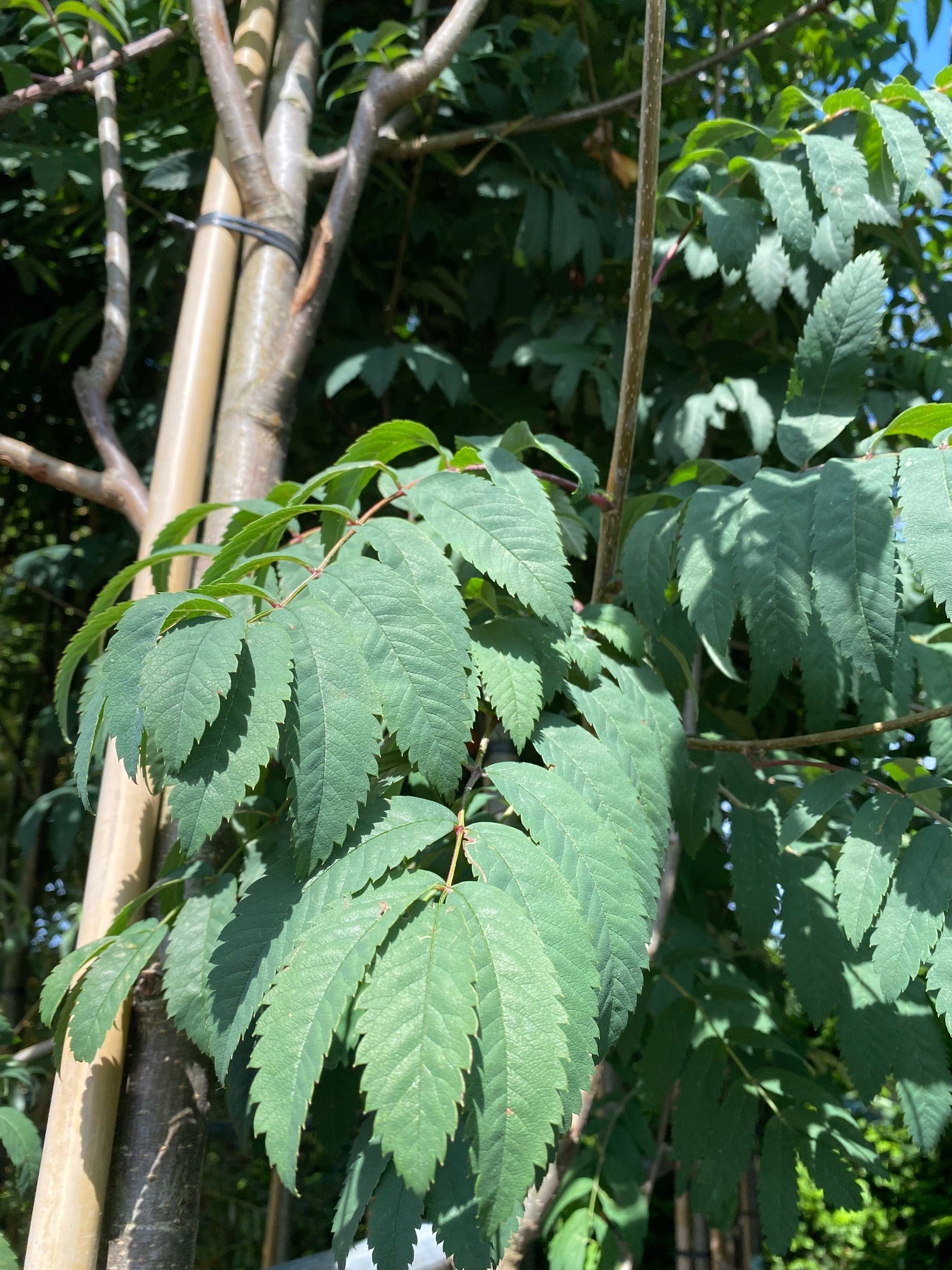 Lijsterbes - Sorbus aucuparia 'Fingerprint'