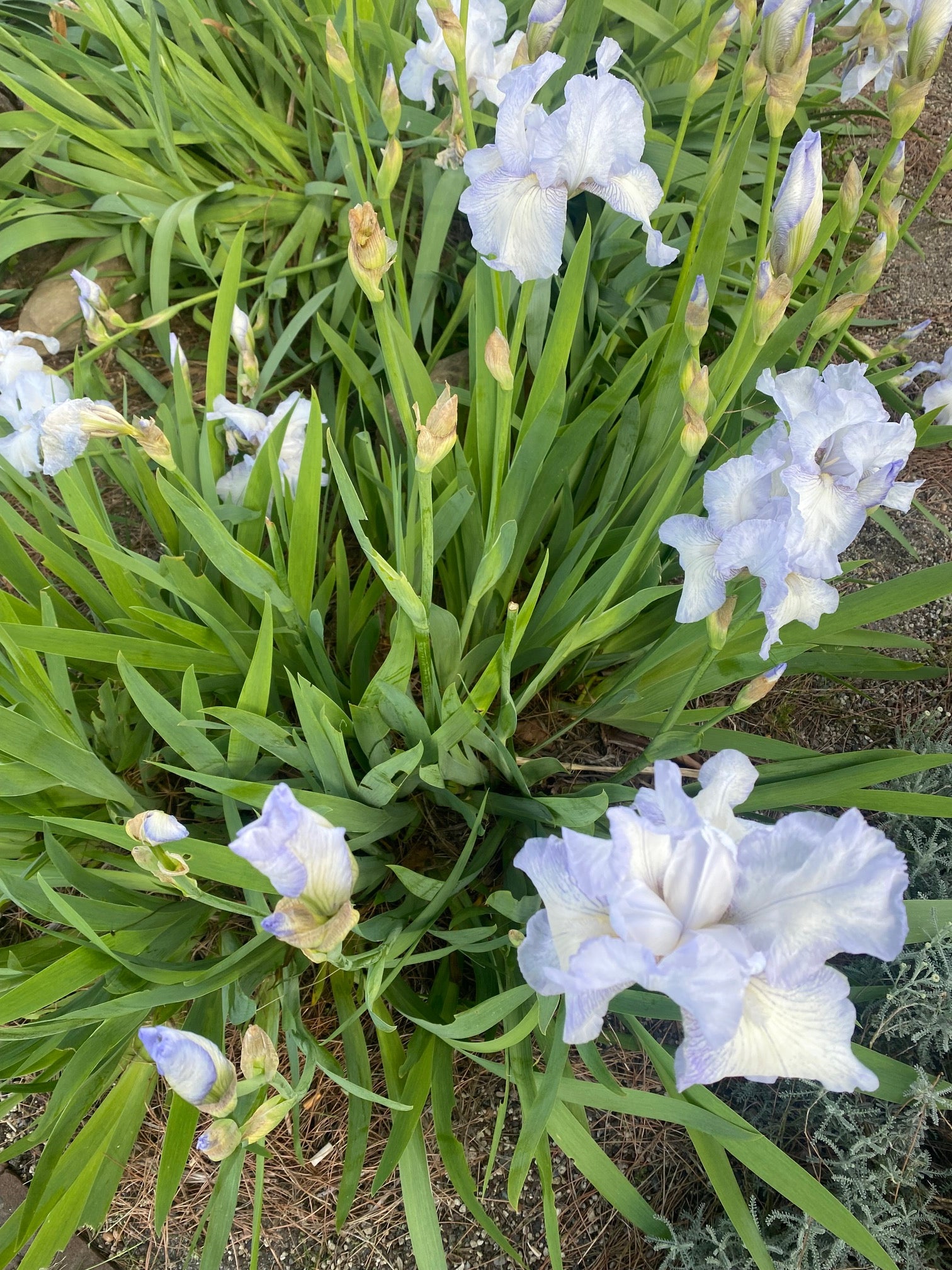 Dalmatische iris - Iris pallida 'Variegata' plant