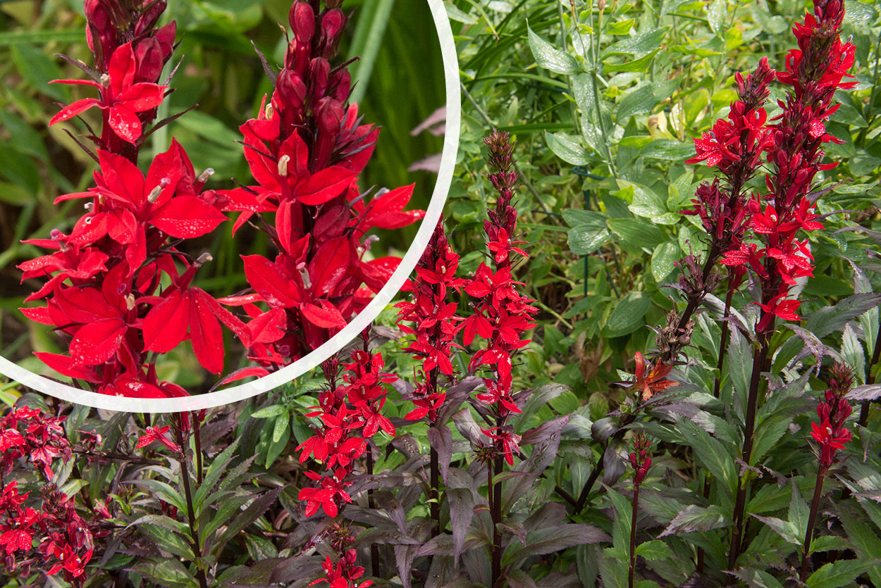 Lobelia x speciosa 'Queen Victoria' vaste plant kopen