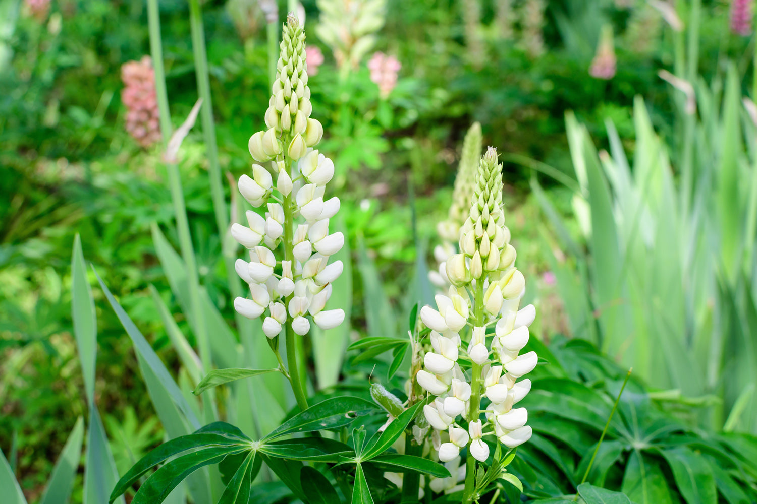 Lupinus 'Noble Maiden' online planten kopen - Lupine plant wit