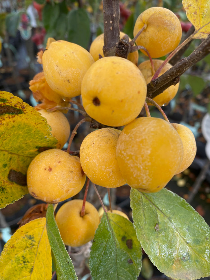 Meerstammige Sierappel (geel) boom Malus 'Golden Hornet' kopen