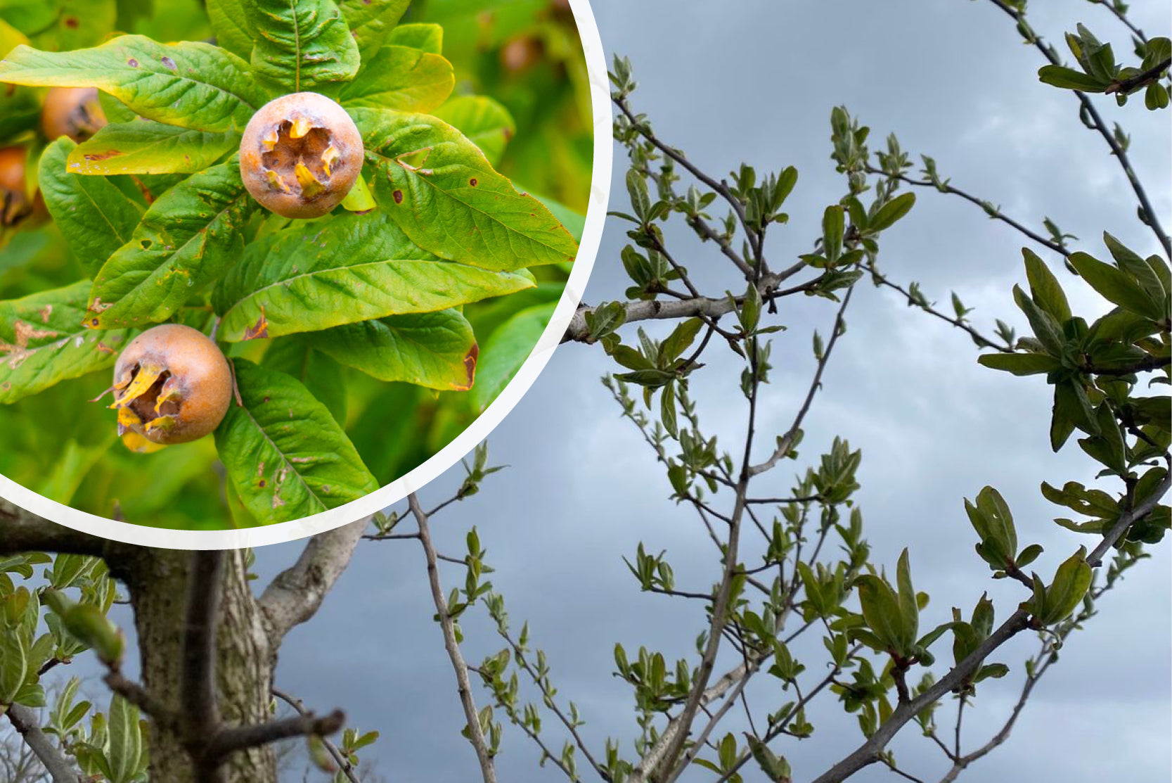 Mispel - Mespilus germanica - compacte multistam boom