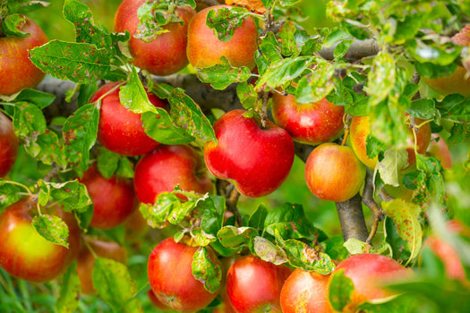 Kleine Appelboom Malus domestica Croquella Delgrina 2 meter