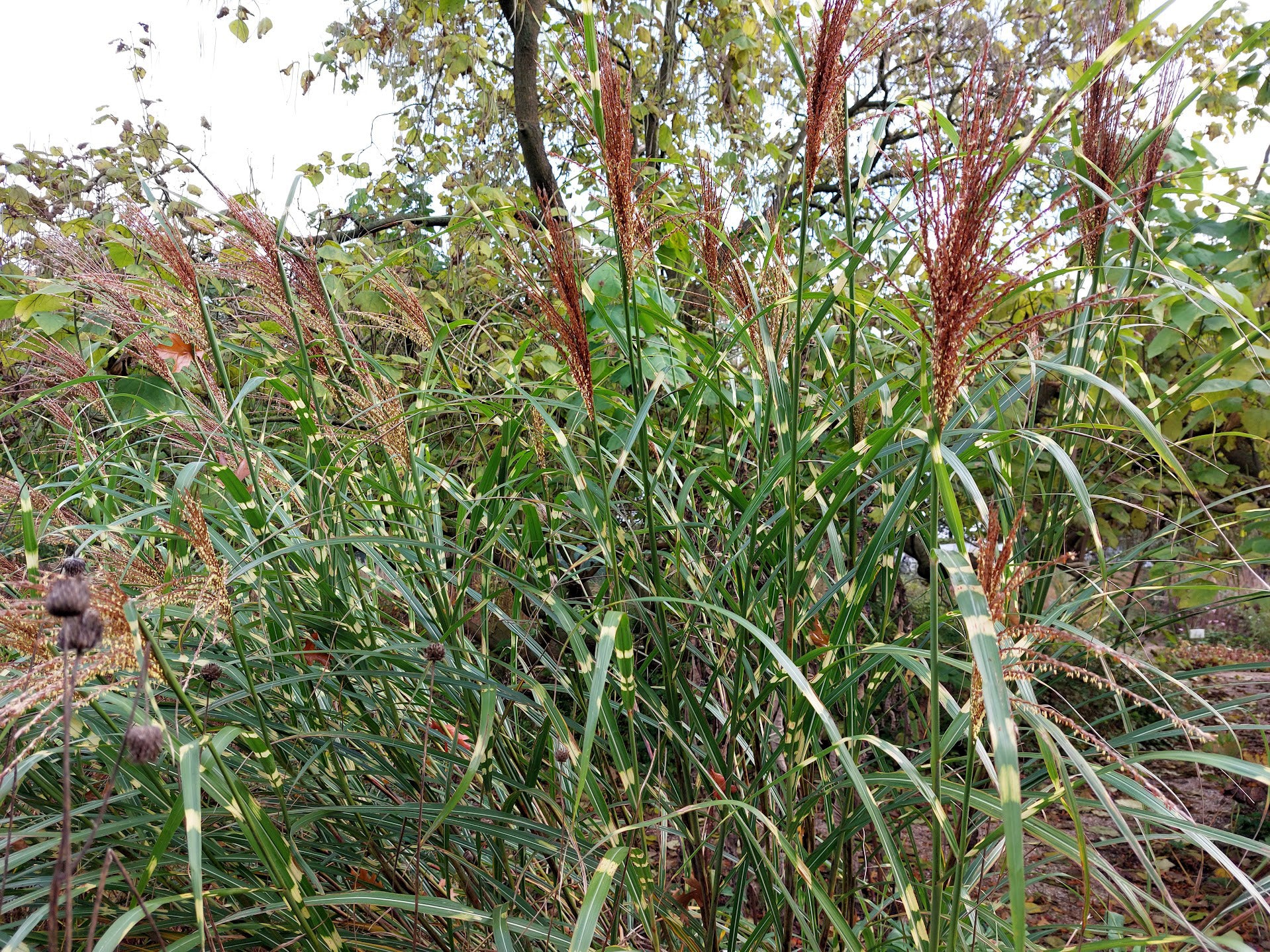 Prachtriet Miscanthus sinensis 'Zebrinus' zebragras