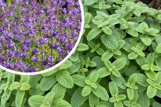 Kattenkruid - Nepeta racemosa 'Grog' plant kopen