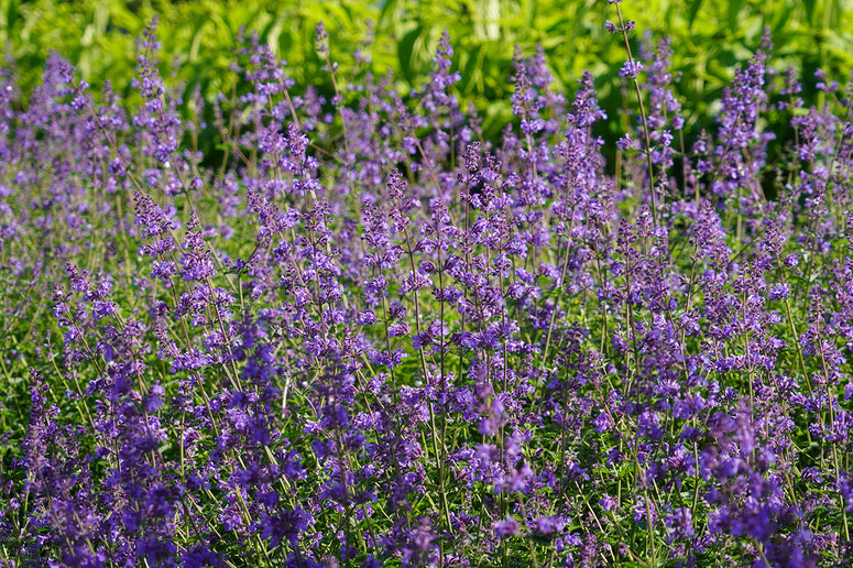 Kattenkruid - Nepeta racemosa 'Grog' plant kopen