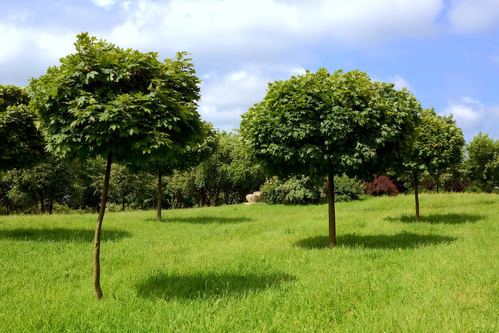 Noorse Esdoorn Acer platanoides boom op stam kopen online