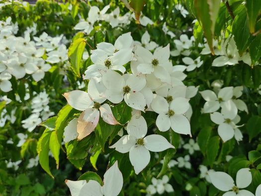 Oost Amerikaanse kornoelje - Cornus florida - struik 4 meter