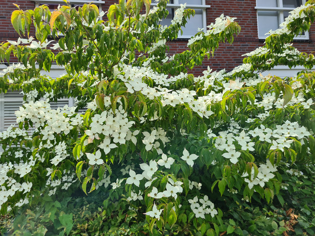 Oost Amerikaanse kornoelje - Cornus florida - struik 4 meter
