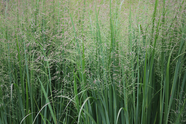 Vingergras Panicum virgatum 'Nican' siergras kopen