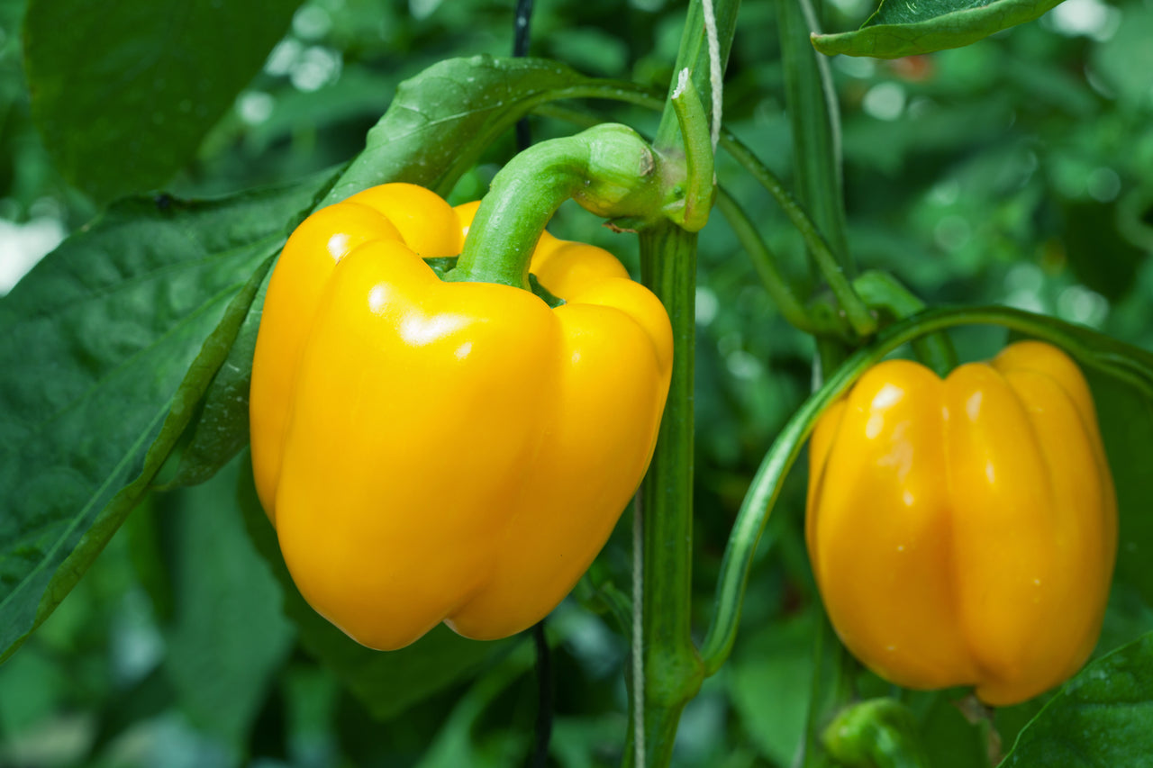 Gele Paprika - Capsicum annuum - Paprikaplanten kopen kant & klaar