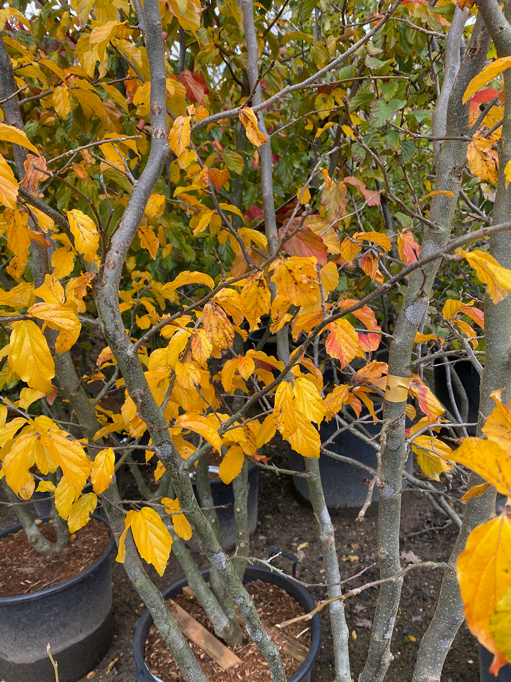 Perzisch IJzerhout, Parrotia persica 'Bella' Zuilvorm