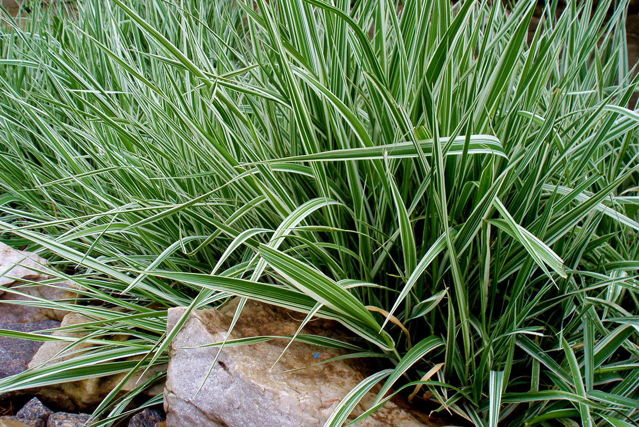 Rietgras Phalaris arundinacea 'Dwarf Garters' plant kopen