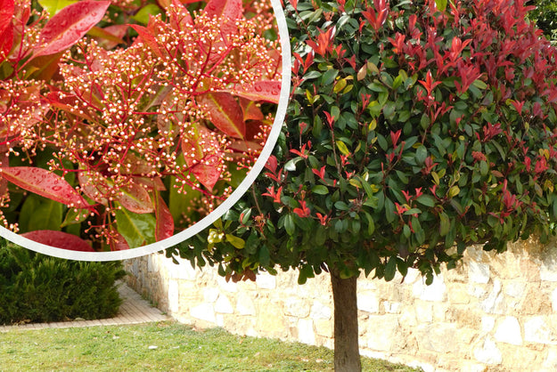 Glansmispel Photinia 'Red Robin' boompje op stam kopen