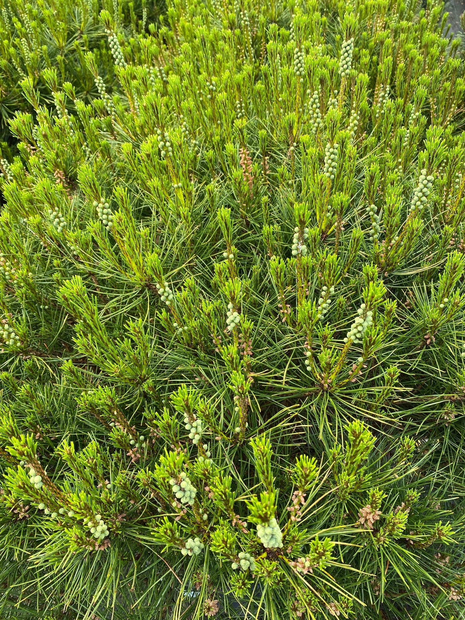 Japanse rode den - Pinus densiflora 'Alice Verkade' - Yarinde