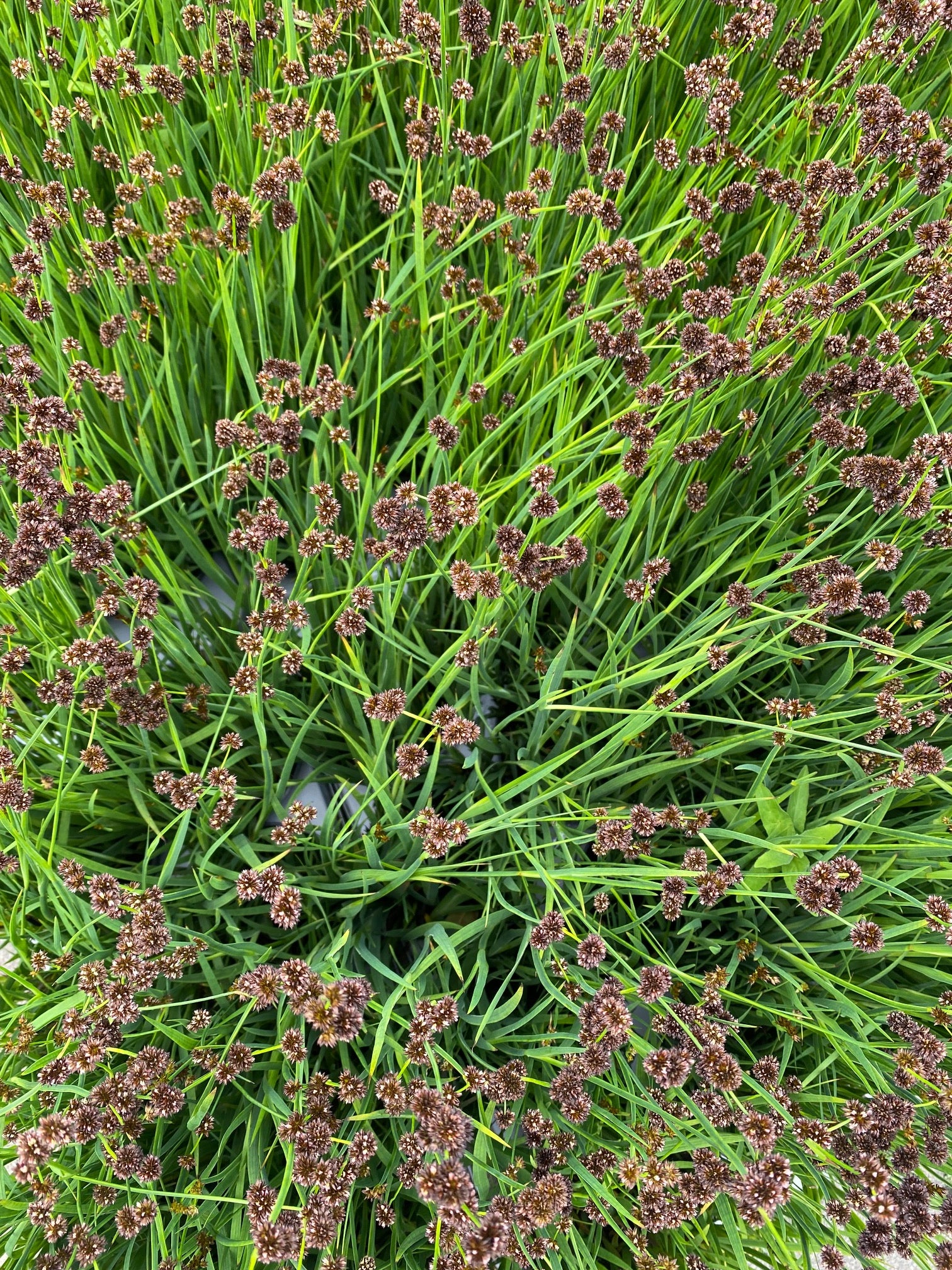 Pitrus - Juncus effusus 'Starhead' moerasplant vijvers