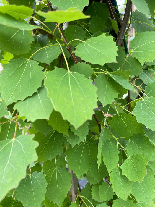 Populier - Populus Tremula Erecta - Zuil populierenboom