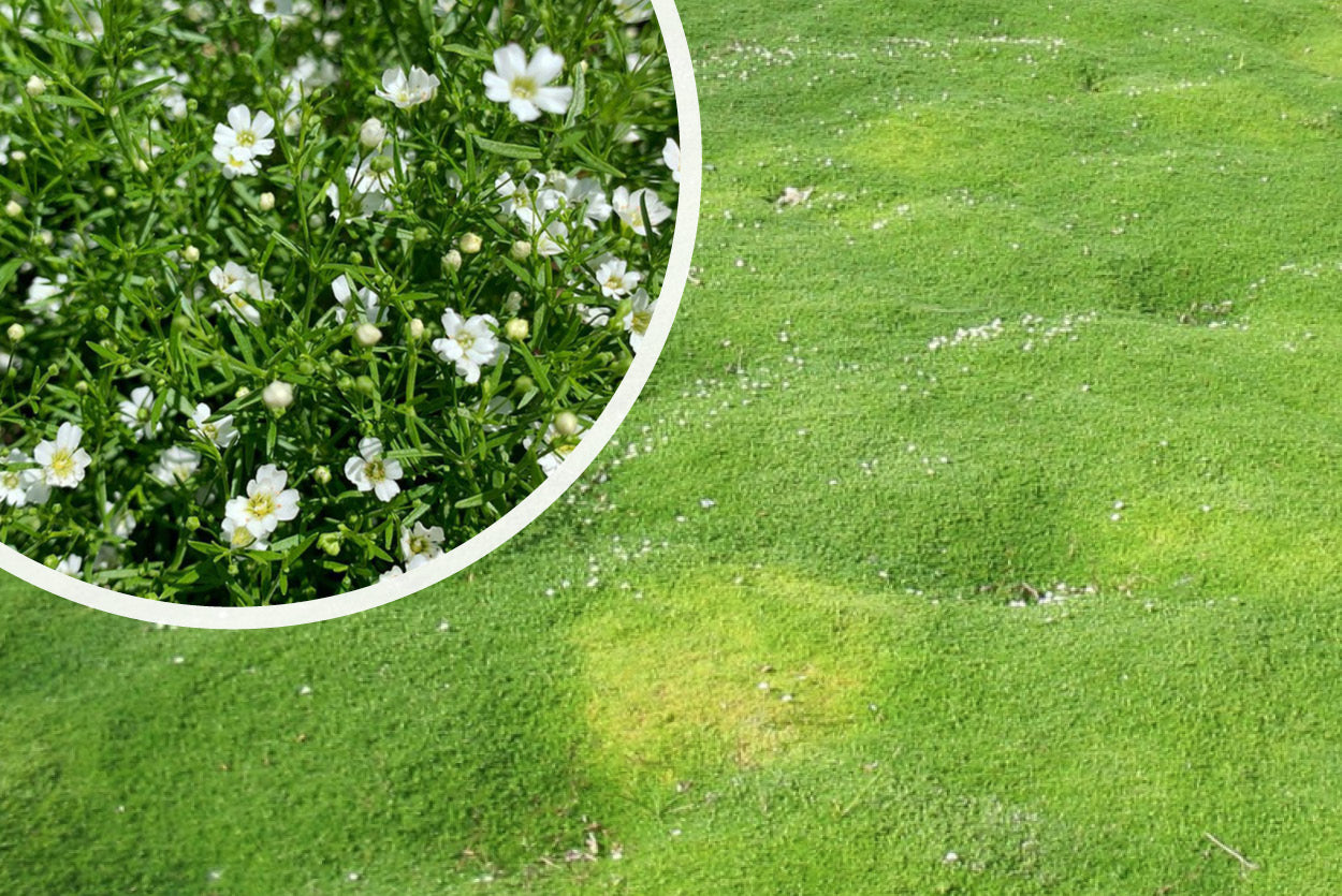 Priemvetmuur Sagina subulata Beloopbare Bodembedekker