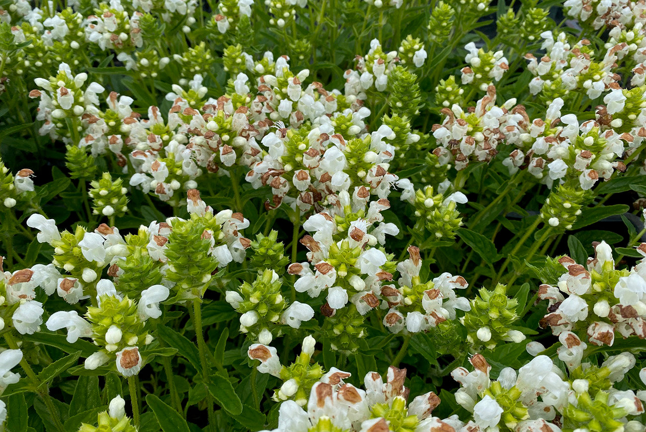 Brunel wit P9 pot - Prunella grandiflora 'Alba' plant kopen