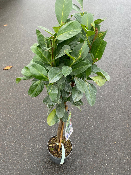 Laurierkers op stam - Prunus laurocerasus 'Etna' halfstam boompje ...