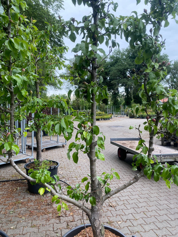 Leipeer boom Pyrus communis Conference Leiboom peer kopen