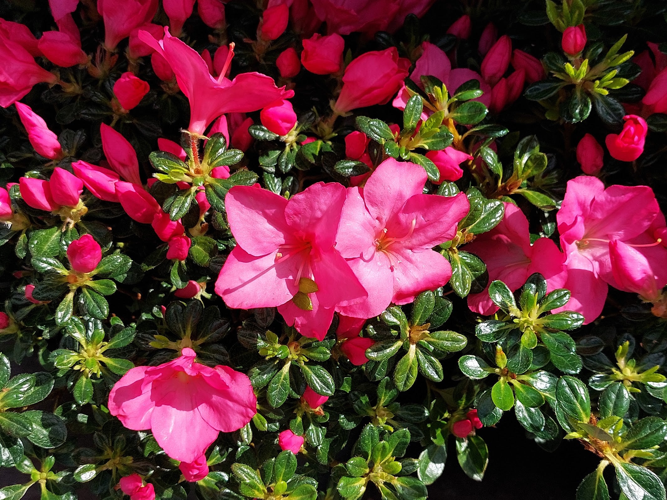 Japanse azalea - Rhododendron 'Anouk'