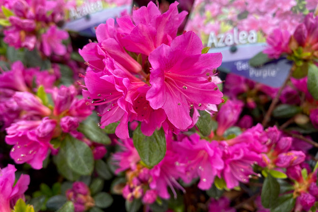 Azalea - Rhododendron Japonica 'Geisha Purple'
