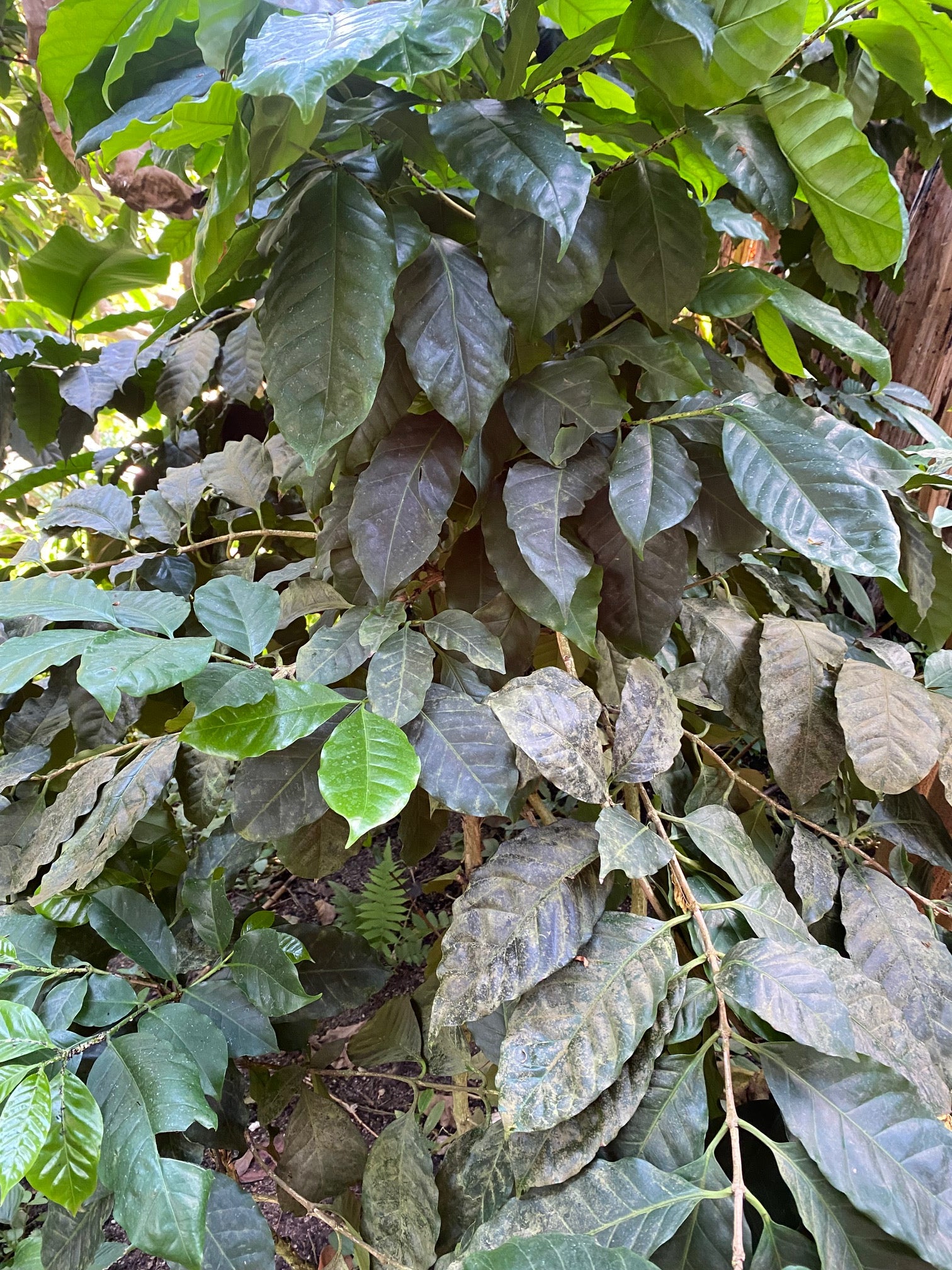 Robusta koffie Coffea canephora koffieplant als kamerplant