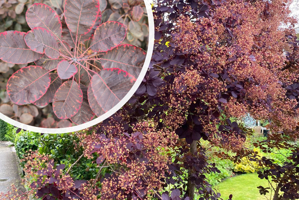 Rode Pruikenboom Cotinus coggygria Royal Purple boom kopen