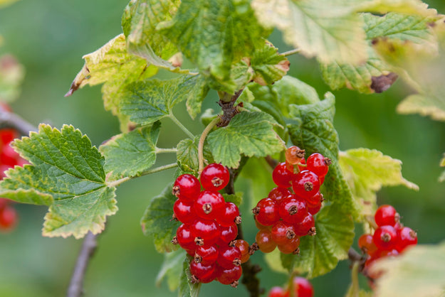 Rode bes struik, Ribes rubrum 'Roveda' bessenstruik kopen