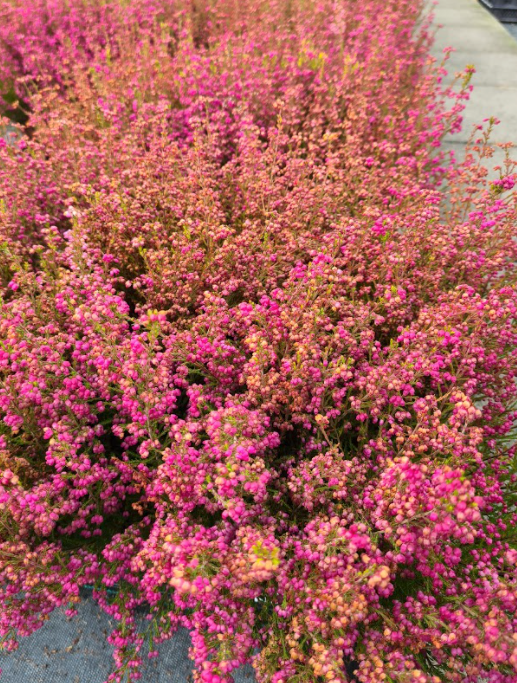 Rode dophei - Erica cinerea C.D. Eason heide planten combineren