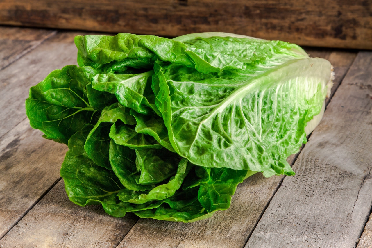 Romeinse sla Bindsla Lactuca sativa Slaplanten kopen
