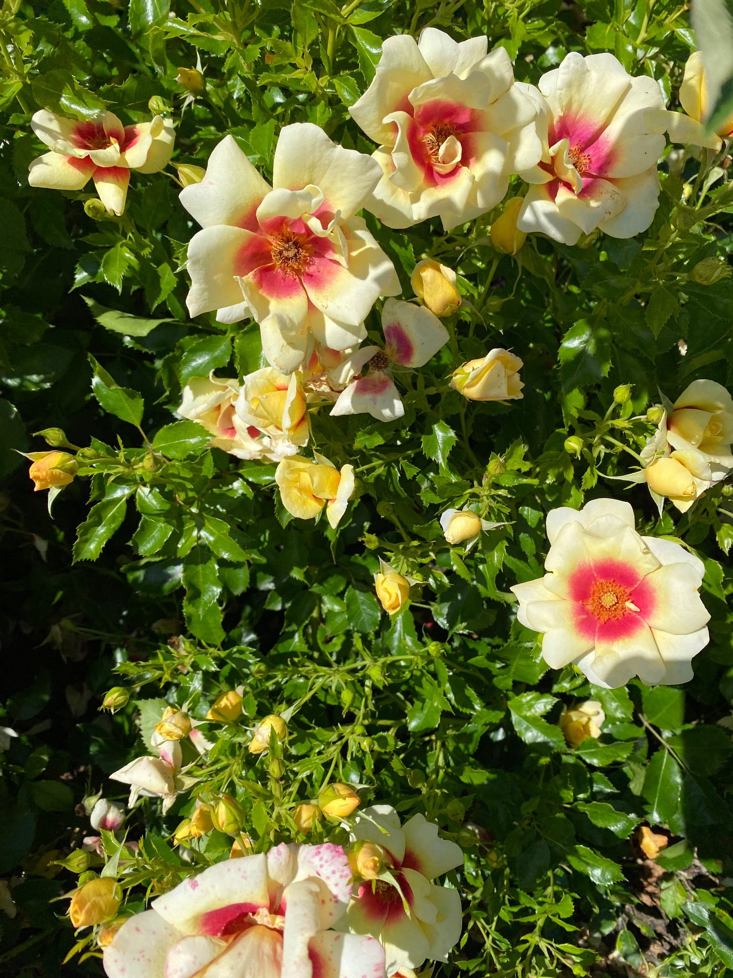 Roos - Rosa 'Babylon Eyes' tuinroos kopen
