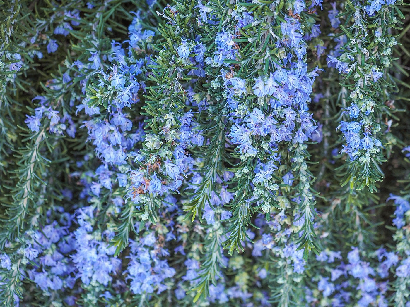 Rosmarinus Officinalis Prostratus Rosmarinus Officinalis Prostratus
