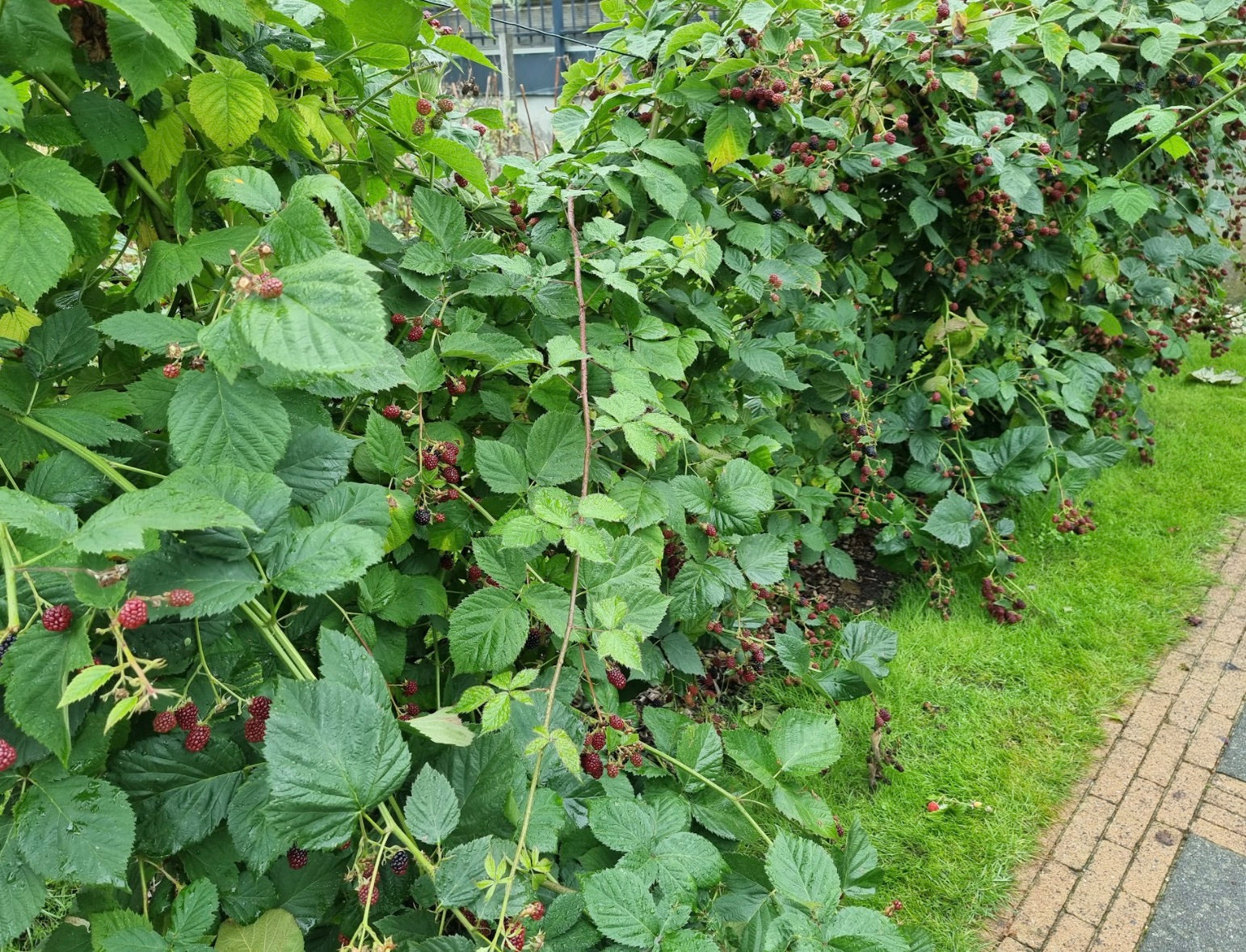 Kruipende braam - Rubus pentalobus combineren, kopen & info