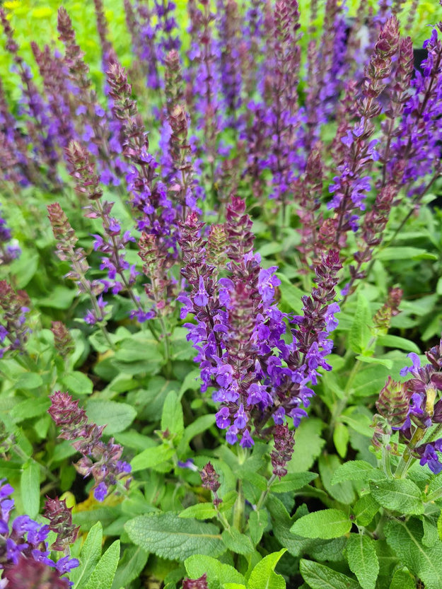Vaste planten borderpakket - Tuinplanten met Paarse bloemen