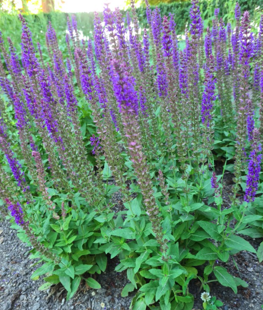 Vaste planten borderpakket - Tuinplanten met Paarse bloemen