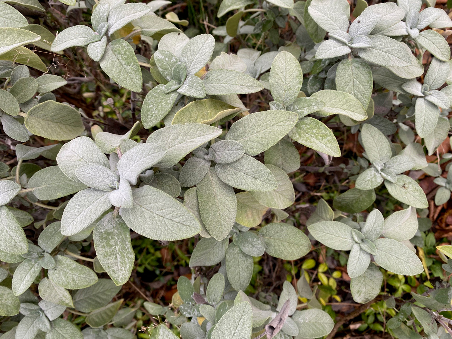 Salie - Salvia officinalis 'Berggarten' planten kopen