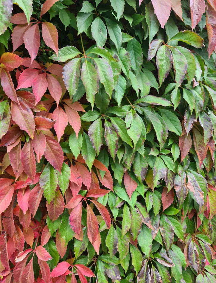 Wilde wingerd - Parthenocissus tricuspidata 'Veitchii' - Yarinde