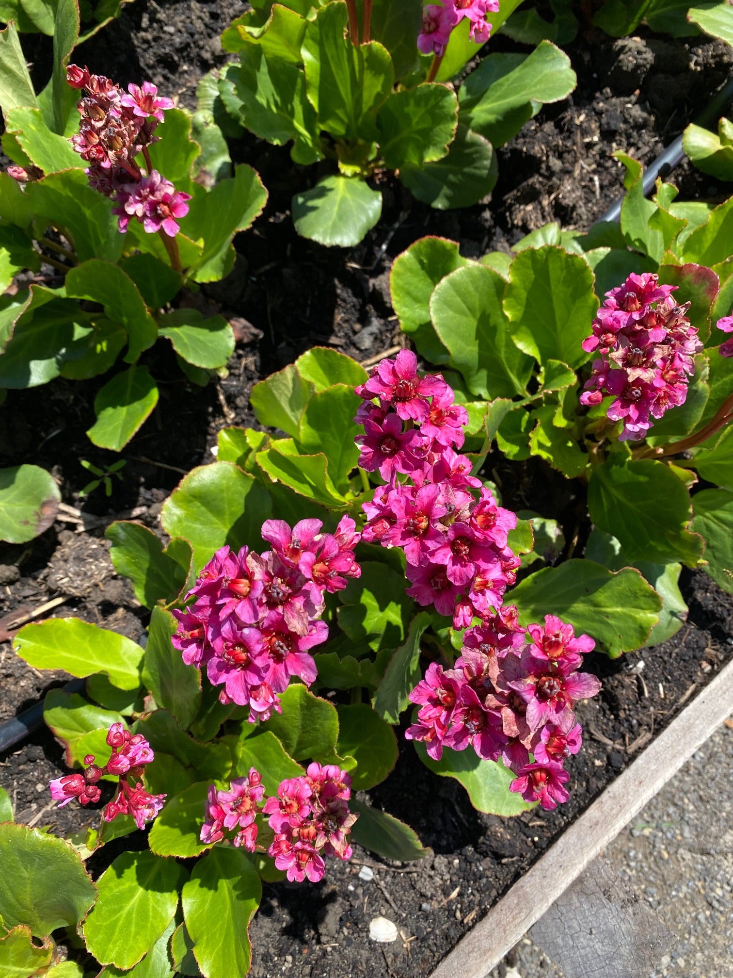 Schoenlappersplant - Bergenia 'Morgenröte' - border planten