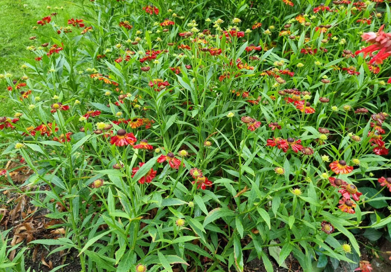 Zonnekruid Helenium 'Waltraut' plant geel/oranje 1 meter